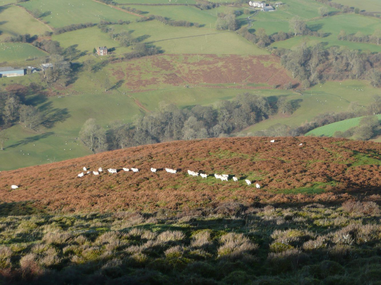 What does a sustainably managed moor look like? - Powys Moorland ...