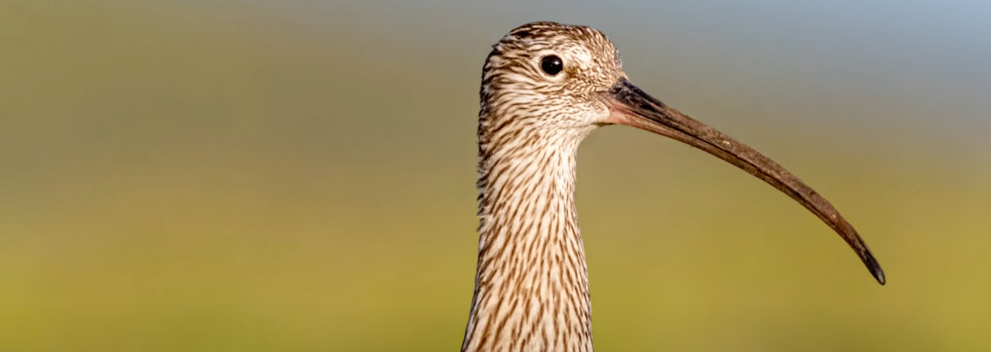 The Life and Habits of the Curlew - Powys Moorland Partnership